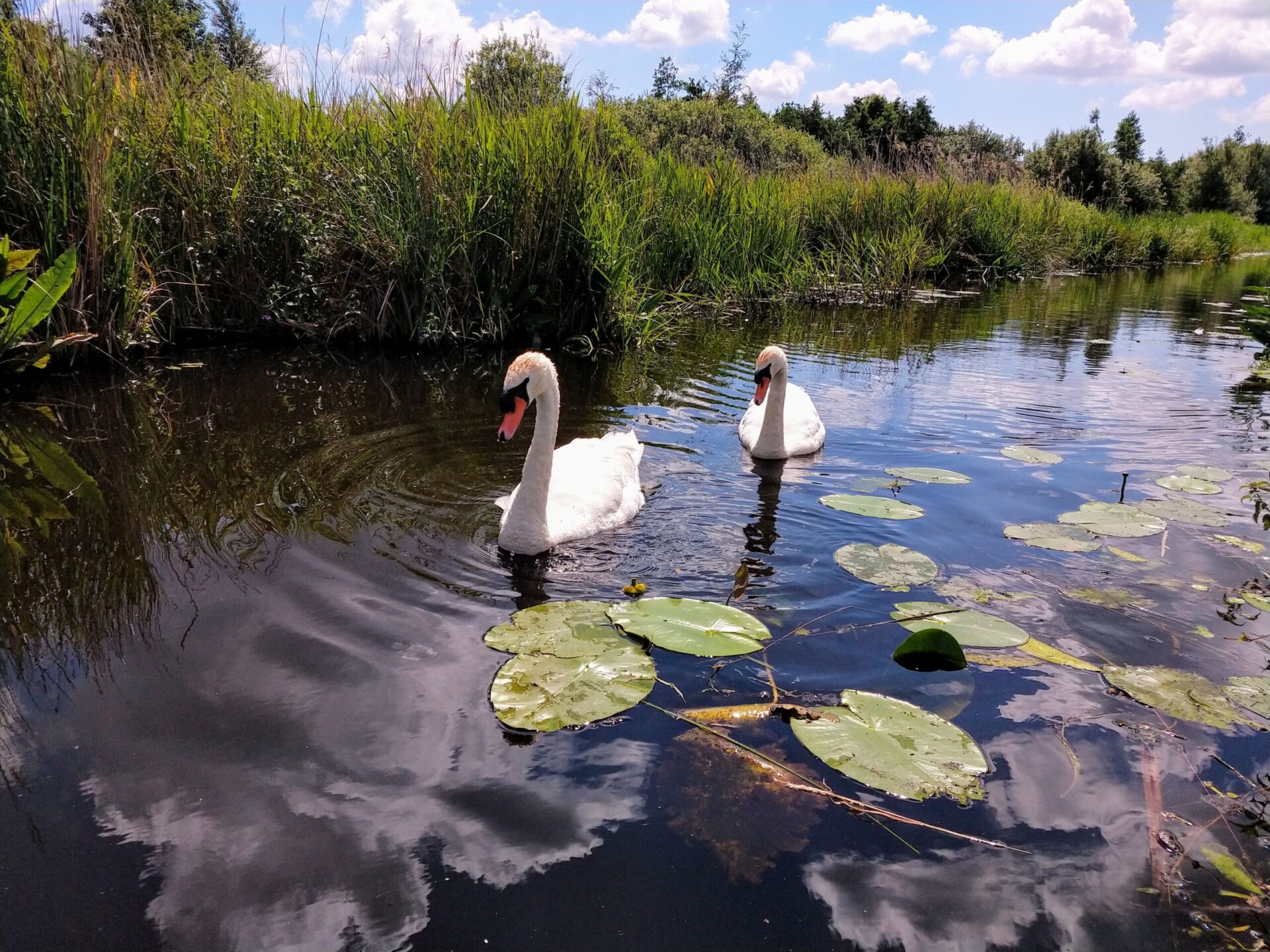 Reserveren – Camping 'Het Waterhoentje' – Sint Jansklooster